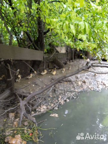 Продажа индоутки