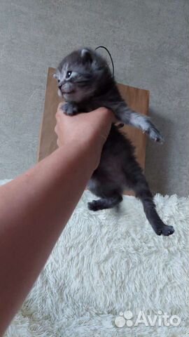 Шотланский котенок прямоухий