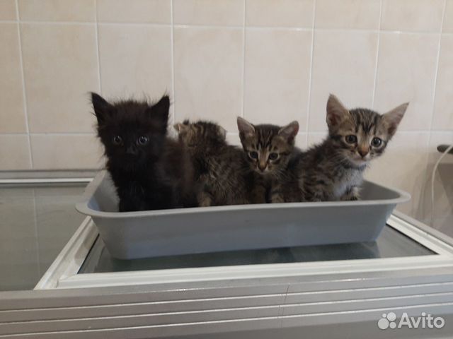 Ищем дом для забавных котят