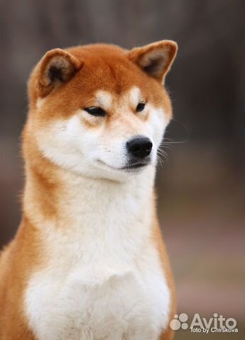 Вязка сиба ину