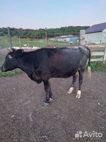 Коровы,и бычок подсосный