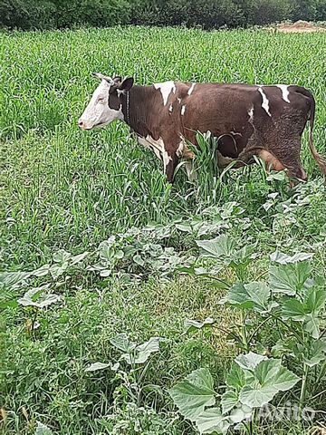 Коровы дойные молочные