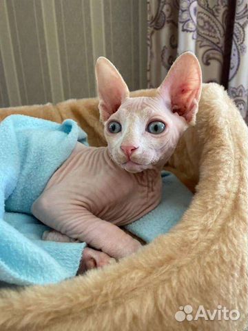 Канадский сфинкс котенок