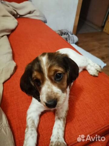 Русский охотничий спаниель