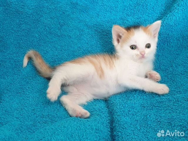 Котёнок
