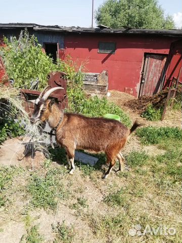 Коза Милка(Milka) 3 года сформировавшаяся дойная
