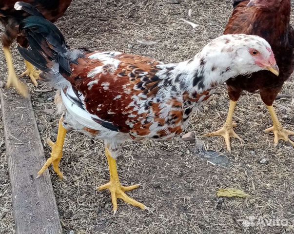 Орловские молодые петушки