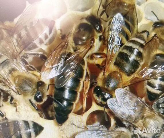 Пчелы матки