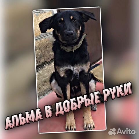 Альма в добрые руки