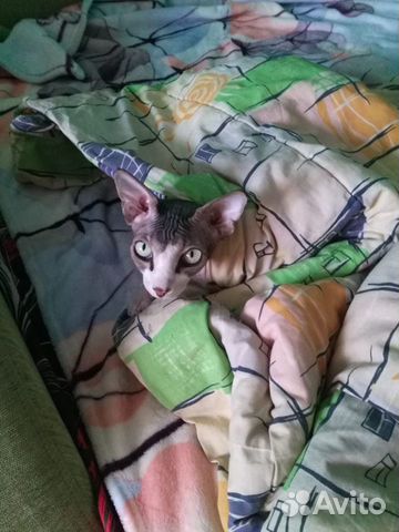 Кот безоплатно