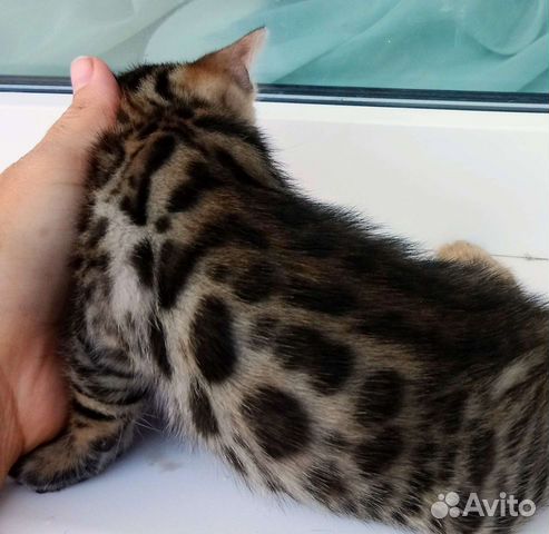 Мальчики бенгальчики