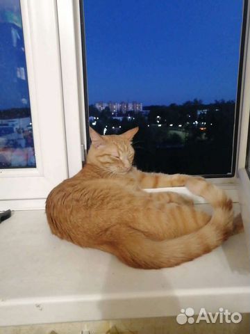 Рыжий кот потерял семью