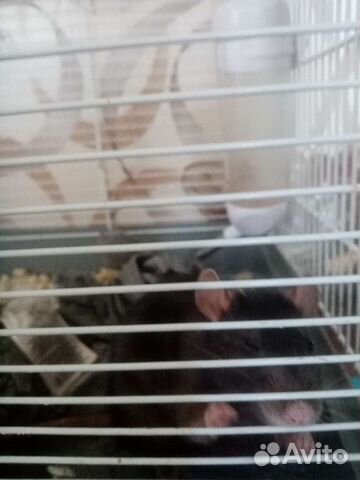 Крыса дамбо с клеткой