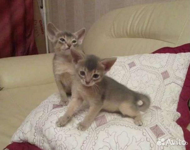 Абиссинская