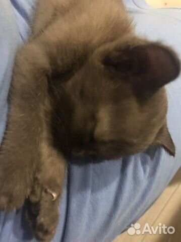 Европейская бурма котенок девочка