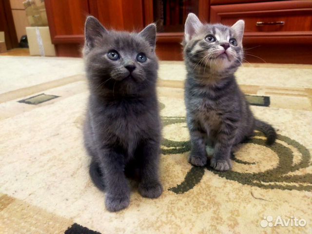 Замурчательные котятки