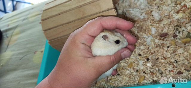 Джунгарский хомяк