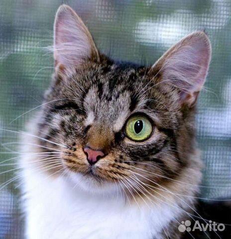 Одноглазая красавица Агата - кошка в дар