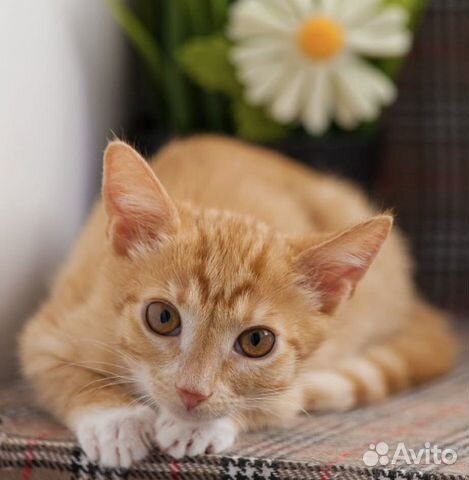 Красивые рыжие котята 3 месяца в добрые руки