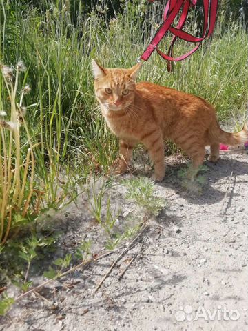 Рыжий Кот Васян