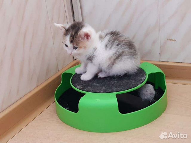 Котёнок трехцветный