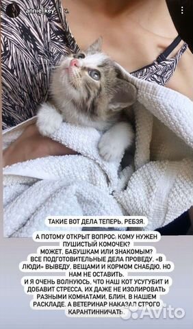 Дворцовый котёнок ищет дом