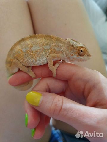 Пантеровый хамелеон