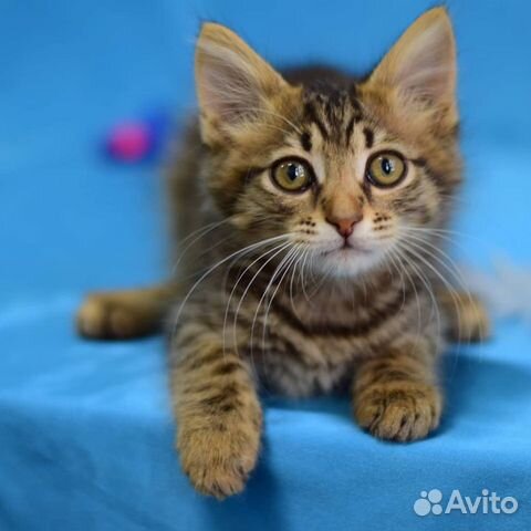 Котенок Самбо ждет хозяина