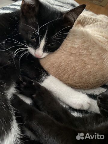 Котик в добрые руки бесплатно