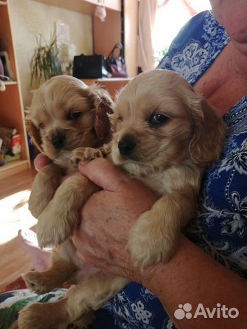 Продам щенков кокер спаниеля