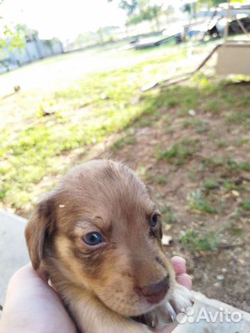 Щенки от мамы спаниеля бесплатно