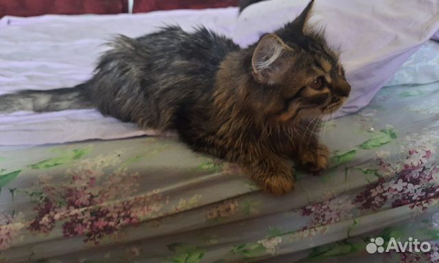 Продается сибирский котенок