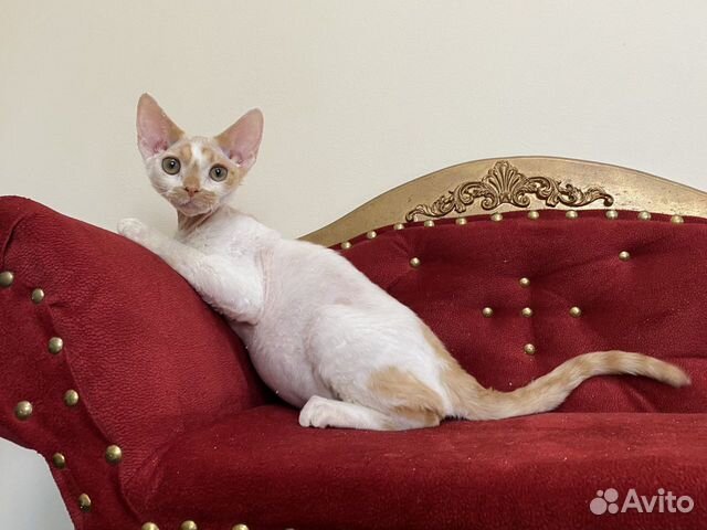 Девон рекс котик Велес