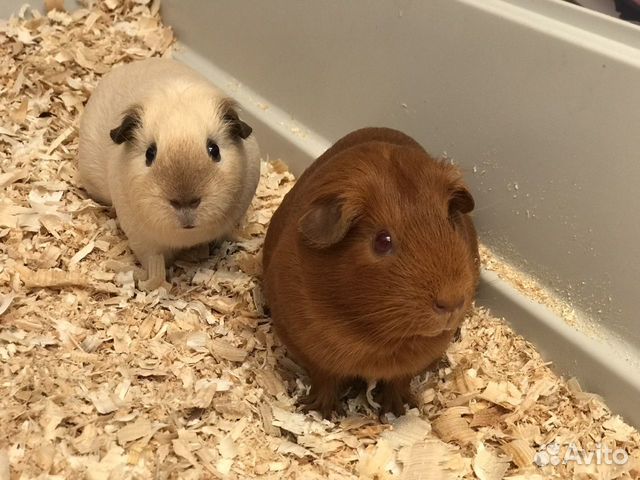 Морские свинки самки