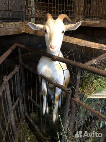 Продам молодую козочку