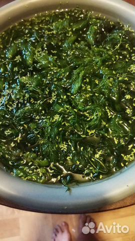 Роголистник