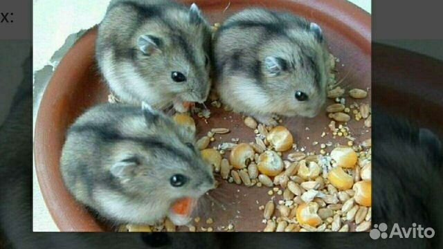 Джунгарские хомячки