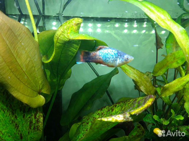 Меченосец, Пицилия