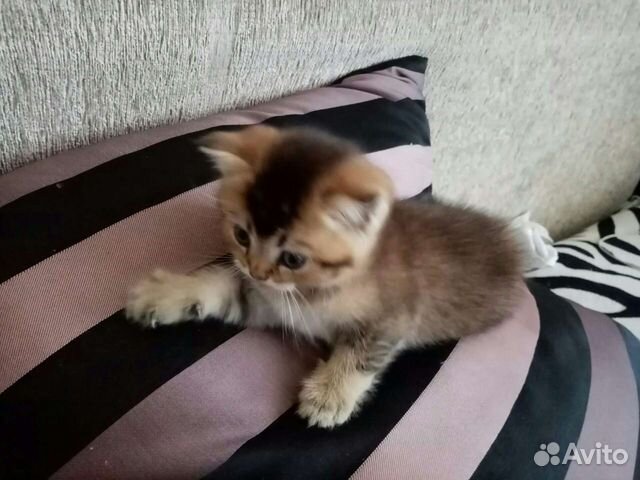 Плюшевые шотланцы