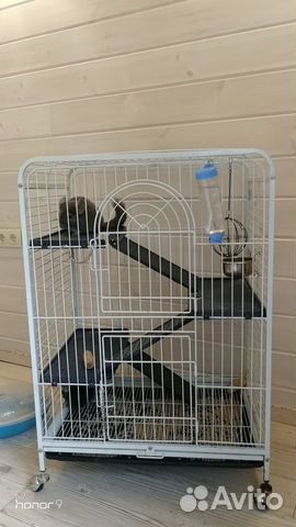 Продадим 2-ух очаровательных шиншилл, 2019 г.р