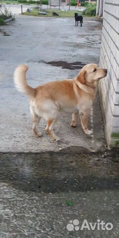 Кто потерял собаку мальчика похож на лабрадора с л