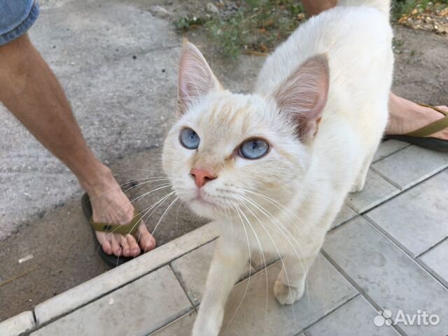 Шикарный кот с небесно-голубыми глазами