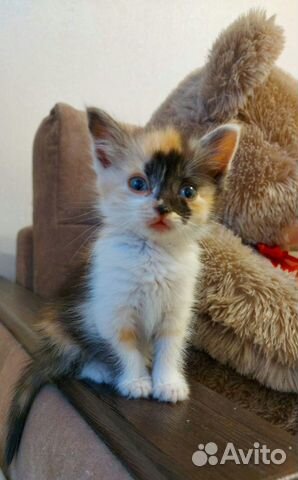 Котенок (окрас-белый, рыжий, черный) в добрые руки