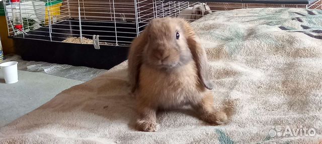Вислоухий нидерландский кролик (баран)