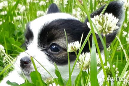 Щенок папийона