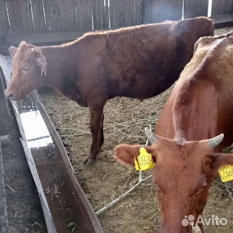 Айширская корова