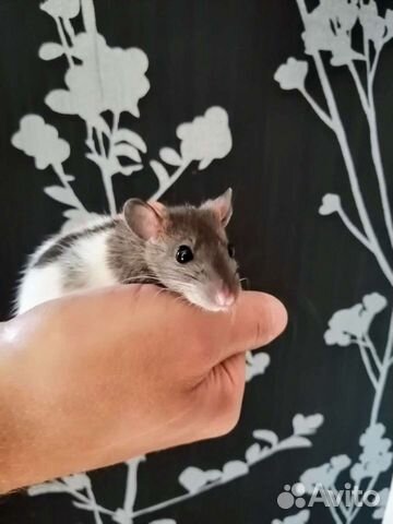 Крысенок мальчик