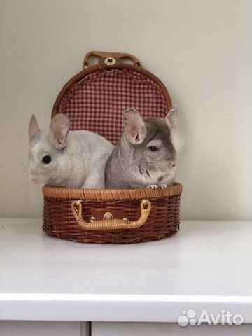 Ручные шиншиллы в добрые руки