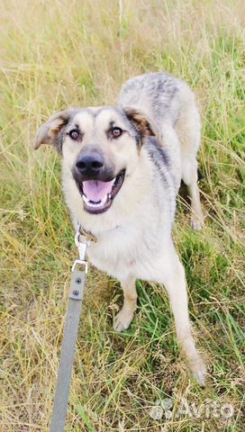 Милашка Брусничка, отдам в хорошие руки