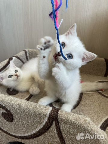 Котята британская серебристая шиншилла